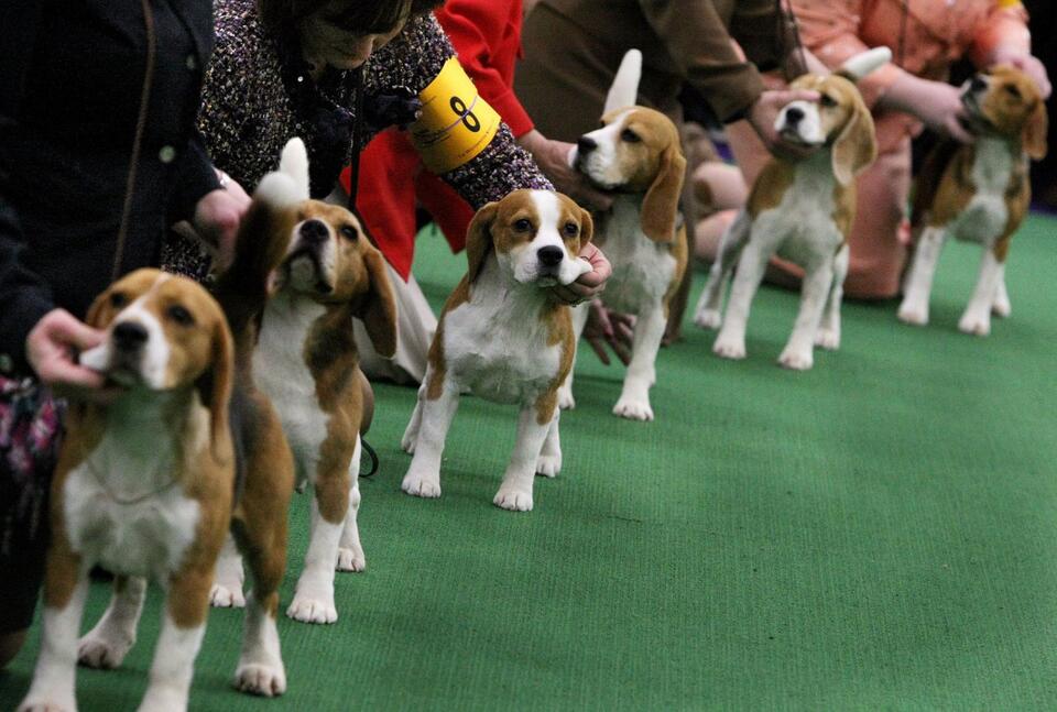 Virginia dog breeder ordered to pay record $35M fine after 4K beagles ...