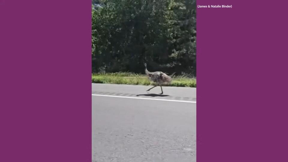 Watch: Emu leads Maryland State Police on highway chase - NewsBreak