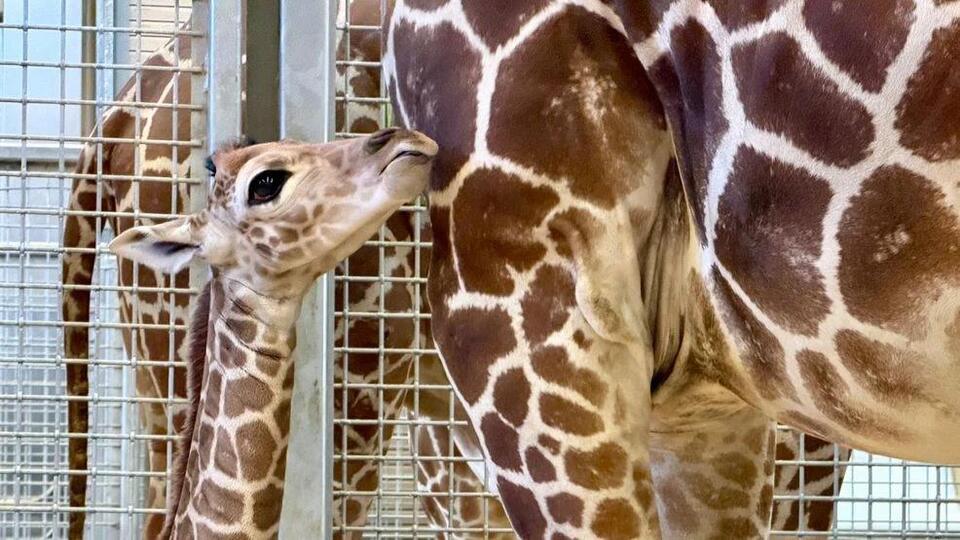 Giraffe gives birth to healthy male calf at Utah's Hogle Zoo - NewsBreak