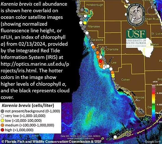 Calls for state of emergency in Florida as toxic organisms invade the ...