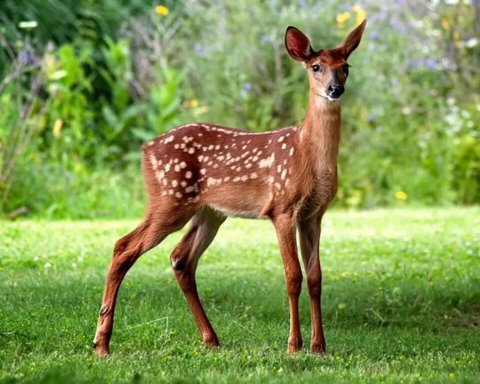 5 Types of Deer in Kentucky (With Pictures and Identification) - NewsBreak