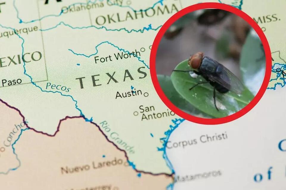 Flesh-Eating Parasites Could Soon Return to Texas - NewsBreak
