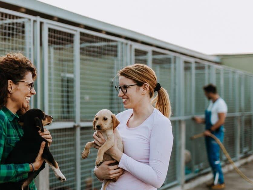 The 10 Best Emotional Support Animals