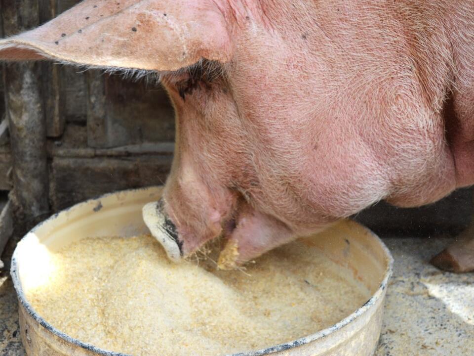 Pig's Funny 'Walk of Shame' After Getting Busted Eating Rat Food ...