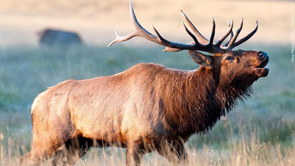 CPW seeking information after multiple elk poached, abandoned in Las ...