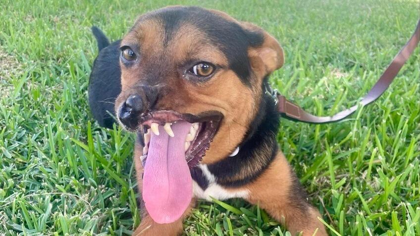 Meet The Sweet Dog Who Survived a Machete Attack Still Looking For Love ...