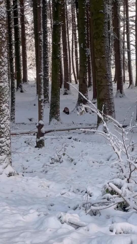 Watch: Snowstorm helps red pandas escape from zoo enclosure - NewsBreak