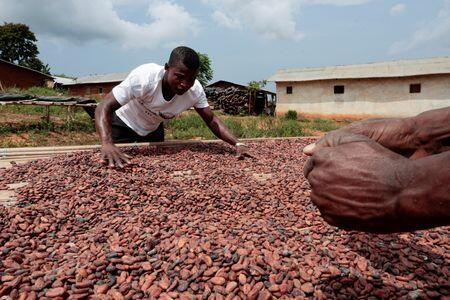Exclusive-Ivory Coast to cut farmer cocoa price with earlier start of ...