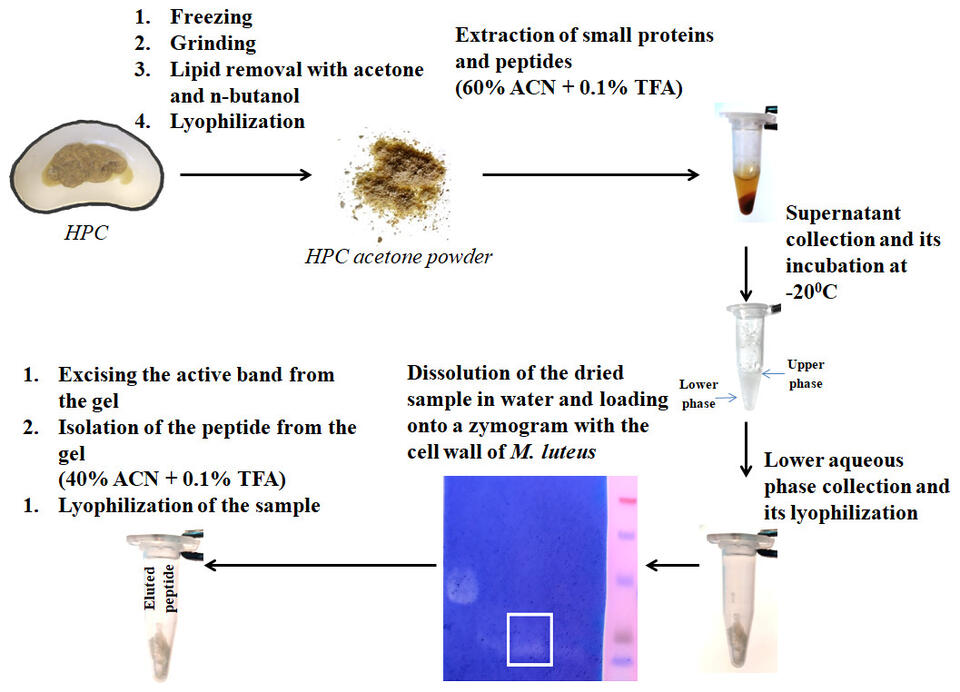 Comparison of the antibacterial properties of peptides from the ...