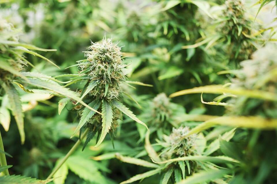 Where Does Colorado Rank in Marijuana Tax Revenue in 2025? - NewsBreak