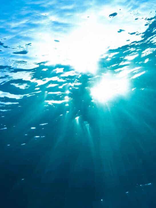 11 Strangest Deep-Sea Creatures You Can Imagine - NewsBreak