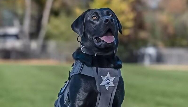 K-9 Rex: Colorado’s Hero Pup Completes Incredible First Mission - NewsBreak