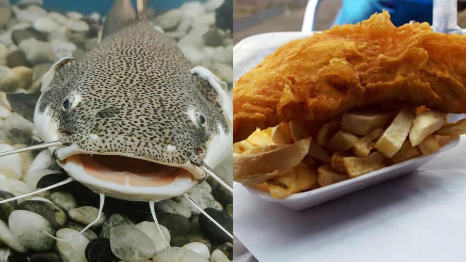 Fish and chips shops exposed for secretly using catfish instead of ...