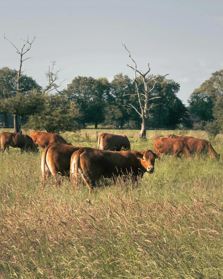 What to Feed Cattle When Forage Quality Drops - NewsBreak
