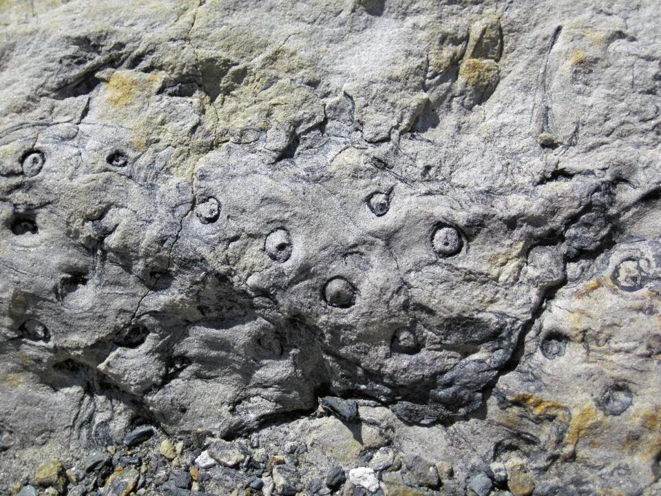 Wollongong’s Ancient Coal Swamps: Fossils From a Time Before Flowers ...