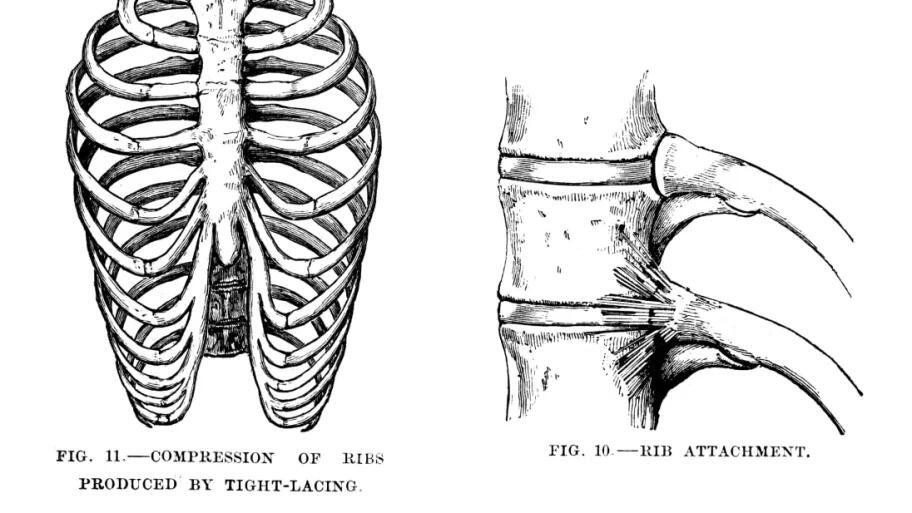 9 Interesting Facts About the Ribs - NewsBreak
