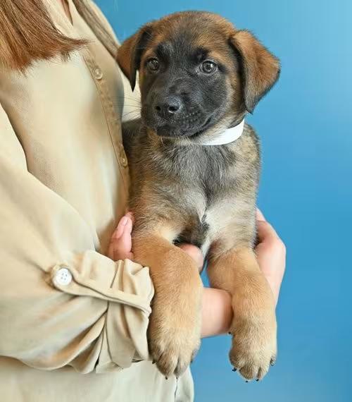 🐶 Playful Puppies and Young Dogs Ready for Adoption in Rancho Santa Fe ...