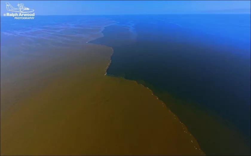 Swath of red tide forms along Southwest Florida coast from Tampa Bay to ...
