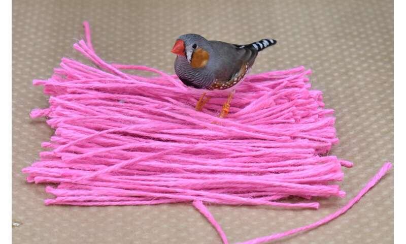 Evidence that some birds are stubborn appears in the form of color ...