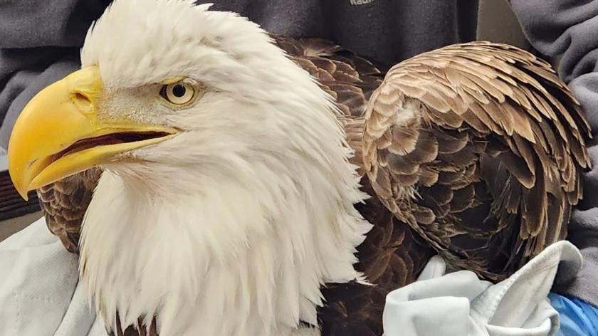 Bird flu to blame for death of bald eagle rescued from Saucon Park ...