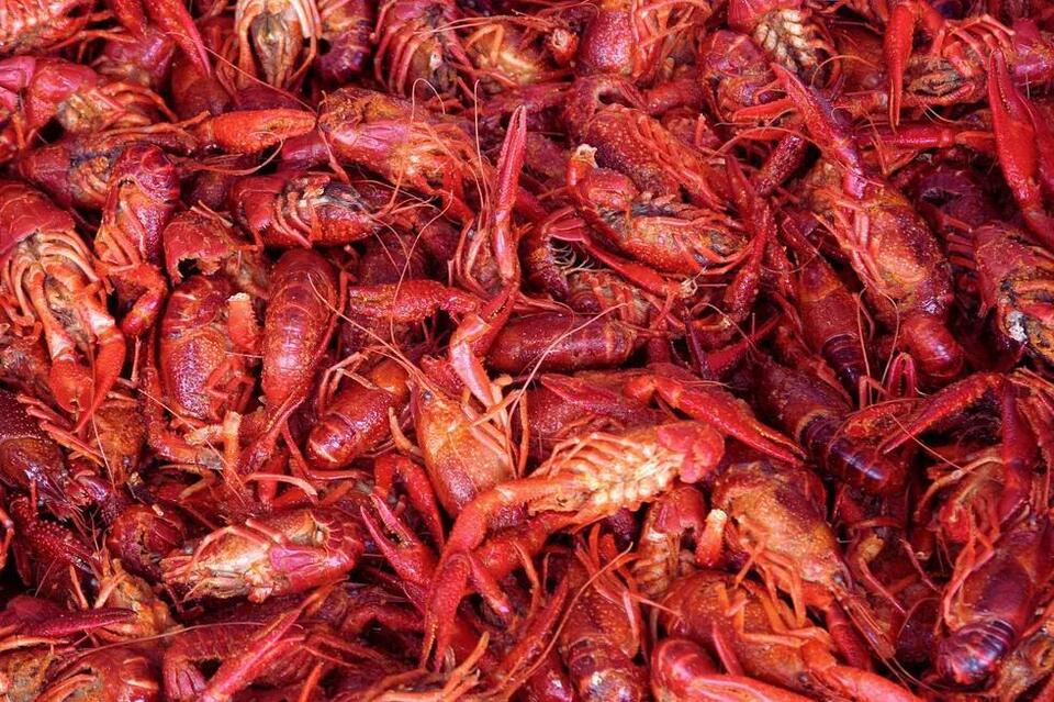 Snow Won’t Stop Louisiana’s 2025 Crawfish Boom - NewsBreak