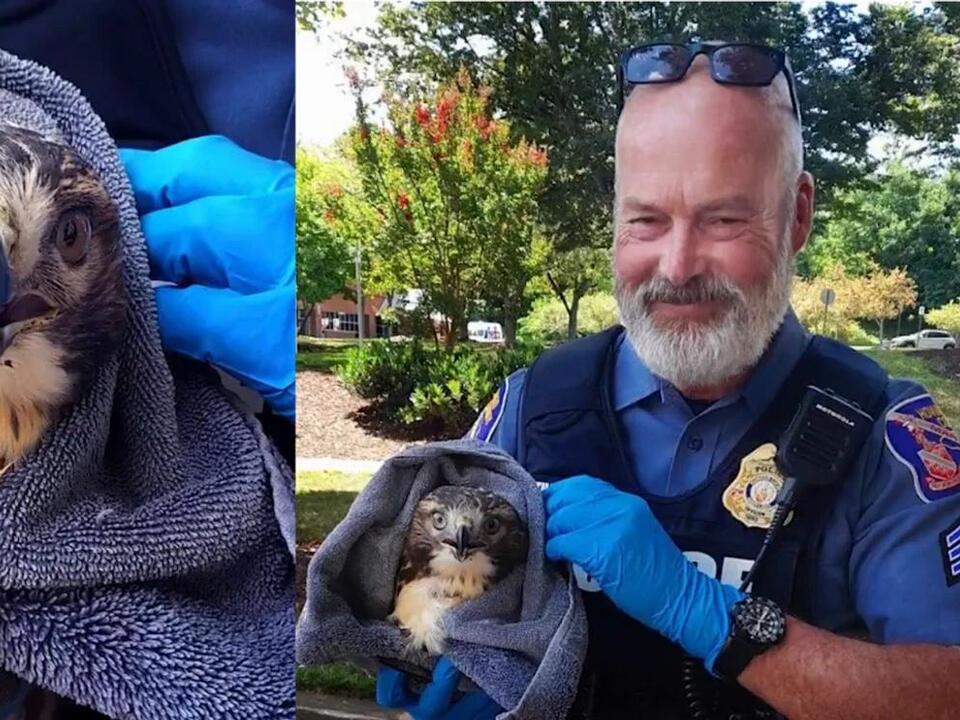 WATCH: Howard County Police officers rescue a hawk from a car's grill