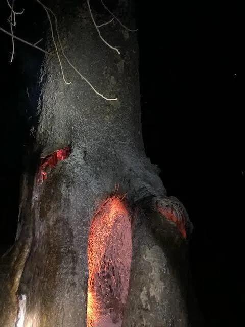 Iowa’s oldest sycamore tree damaged by suspicious fire - NewsBreak