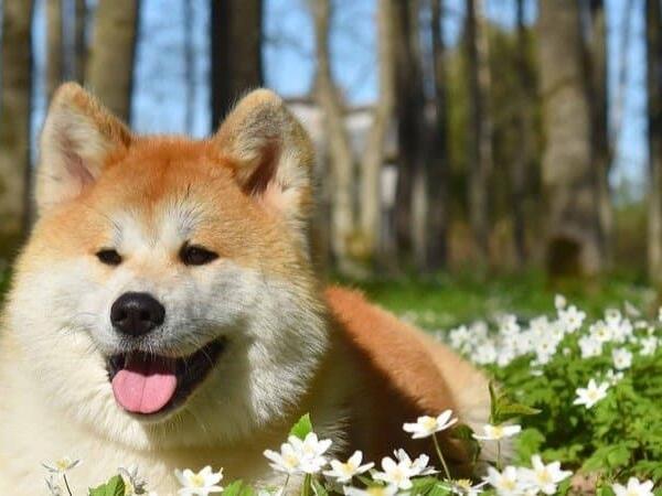 Akita Progression: Growth Chart, Milestones, and Training Tips Akita Progression: Growth Chart, Milestones, and Training Tips