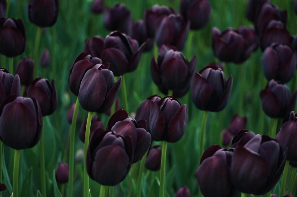 Black Tulip Field In Indiana Opening For Visitors - NewsBreak