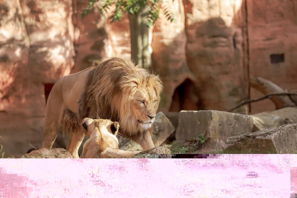 The Science Behind Enrichment: How Zoos Keep Animals Engaged - NewsBreak