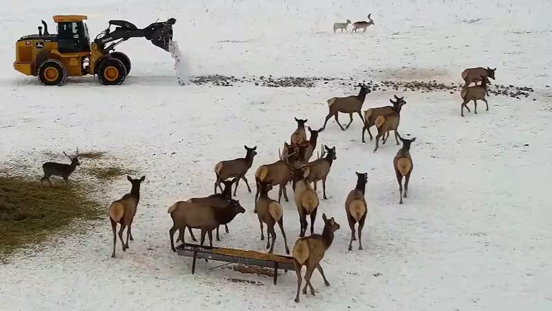 Gaylord launches new elk webcam at Elk View Park - NewsBreak