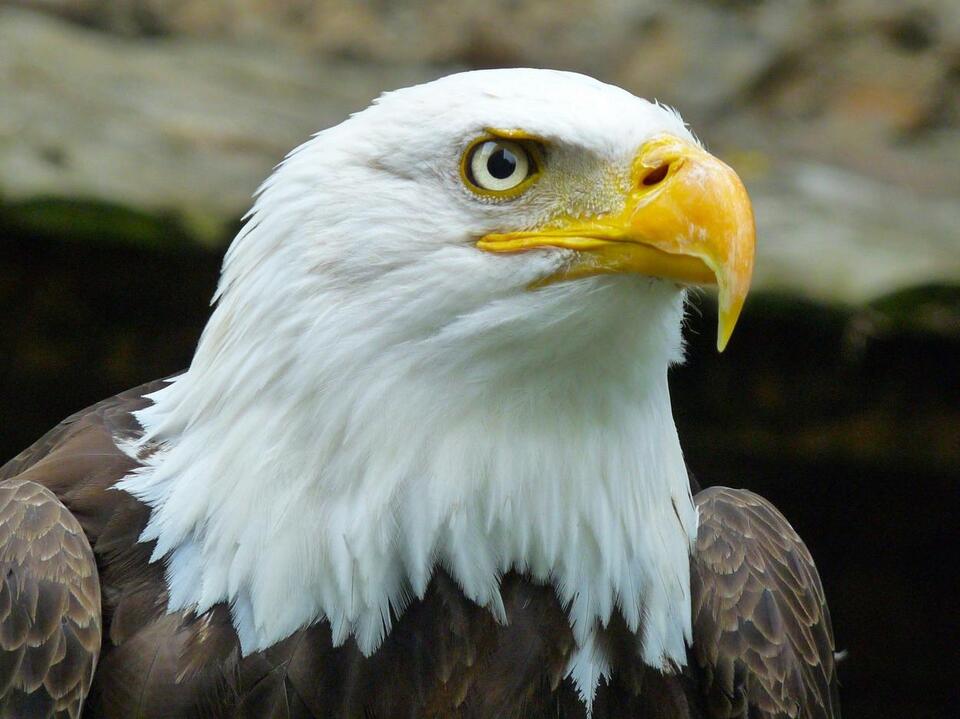 Eagle Cam Shows Signs Of New Life In Minnesota Nest - NewsBreak