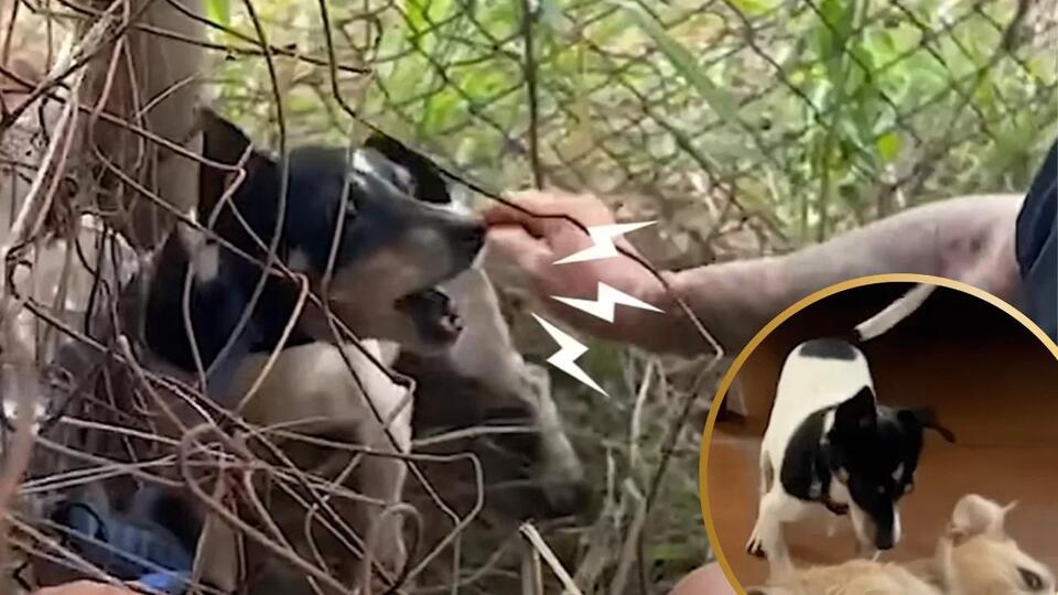 Stray Dog Terrified Of Being Touched Makes an Amazing Transformation ...