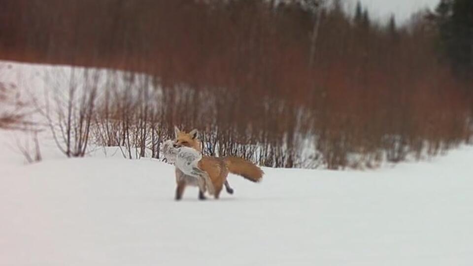 Watch this red fox carry his meal home - NewsBreak