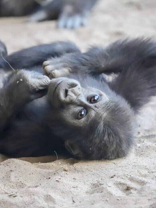 Gorilla Vs. Hippo - NewsBreak