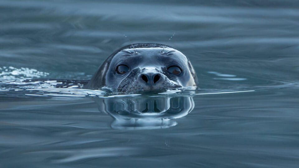 Hunter Contracts "Seal Finger" from Brown Bear – First Case in History ...