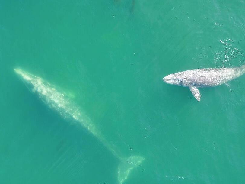 Whale Size: New insight into gray whales along Pacific Northwest Coast