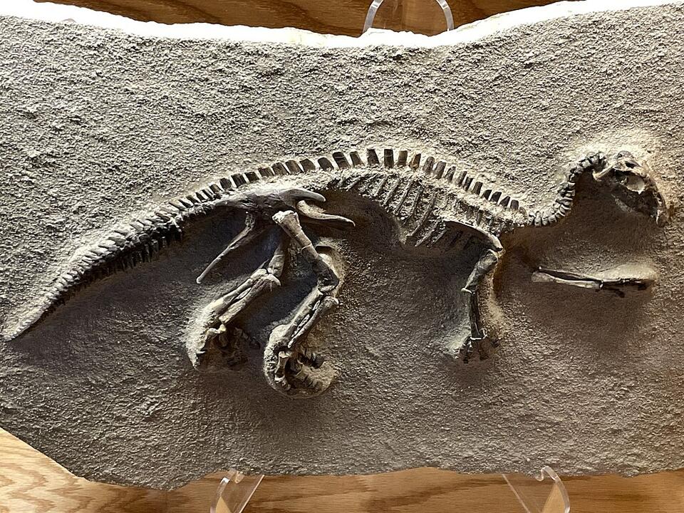 How Fossil Impressions Reveal the Skin, Scales, and Feathers of ...