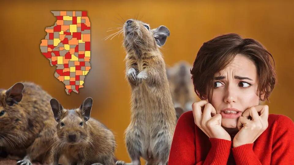 Well, Rats – New Map Proves Illinois Has a Sudden Rodent Problem ...