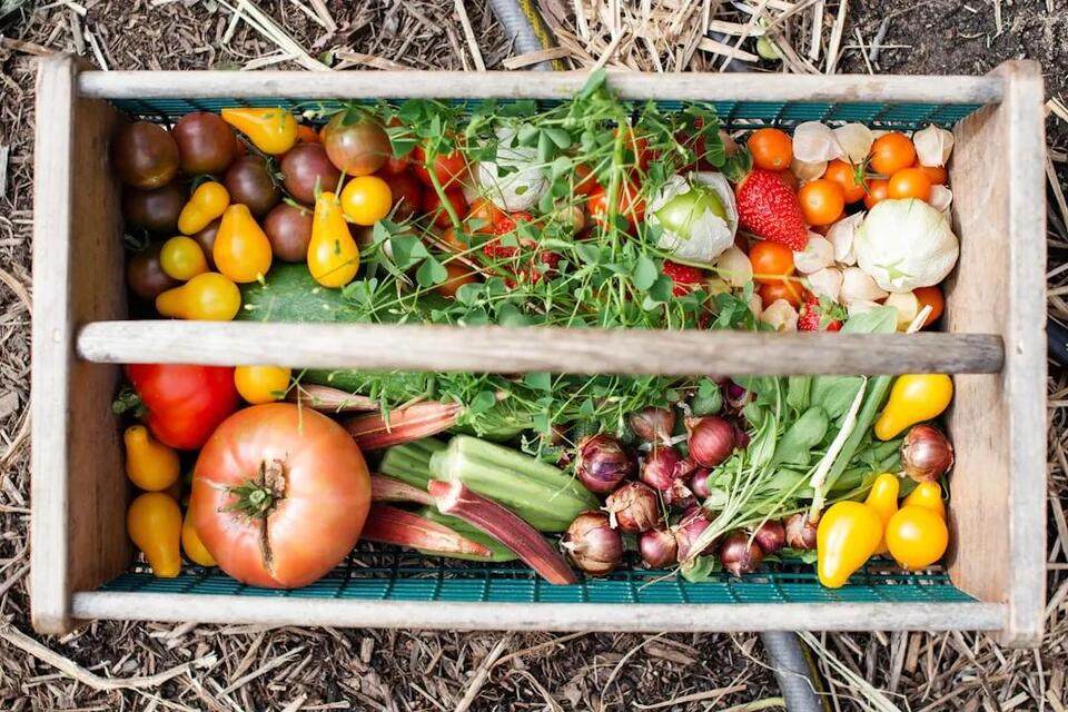 The Best Vegetables to Plant in Late Summer for a Bountiful Winter ...