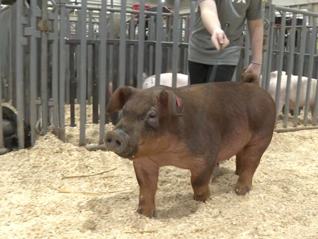 China Spring teen turns passion for pig showing into scholarship ...