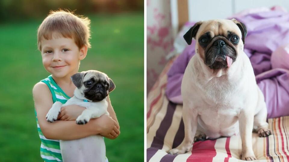 A Study Says Pugs Aren't 'Typical Dogs' & They're Just So Unhealthy By ...