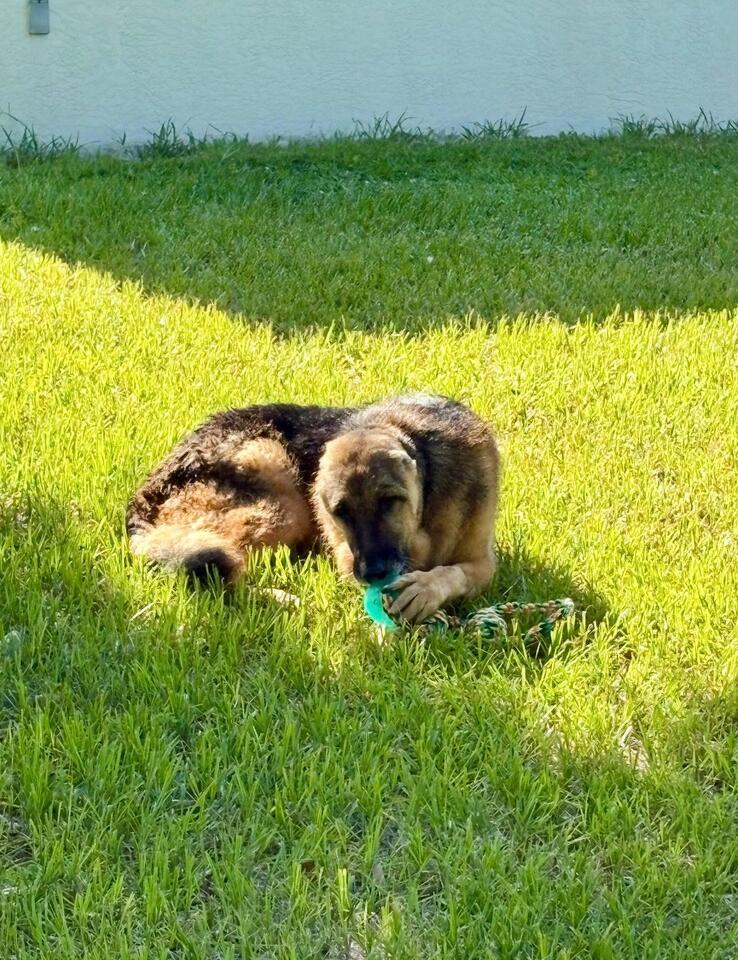 No ears, no problem for German shepherd who left his worst life behind and now ready for second ...