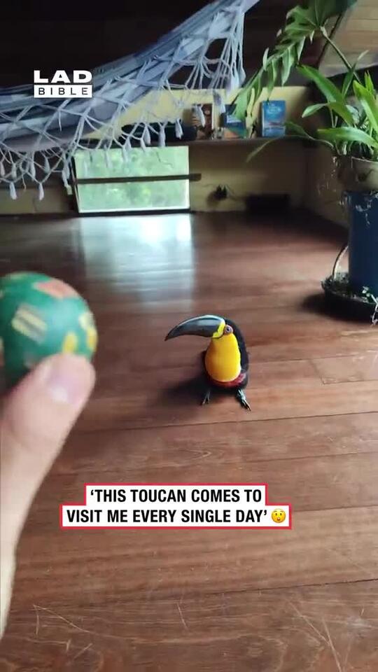 Was he a dog in his past life ViralHog ladbible animals wildlifeof ...