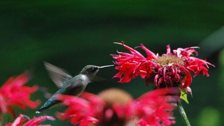 16 Plants Experienced Gardeners Say Attract More Hummingbirds in One ...