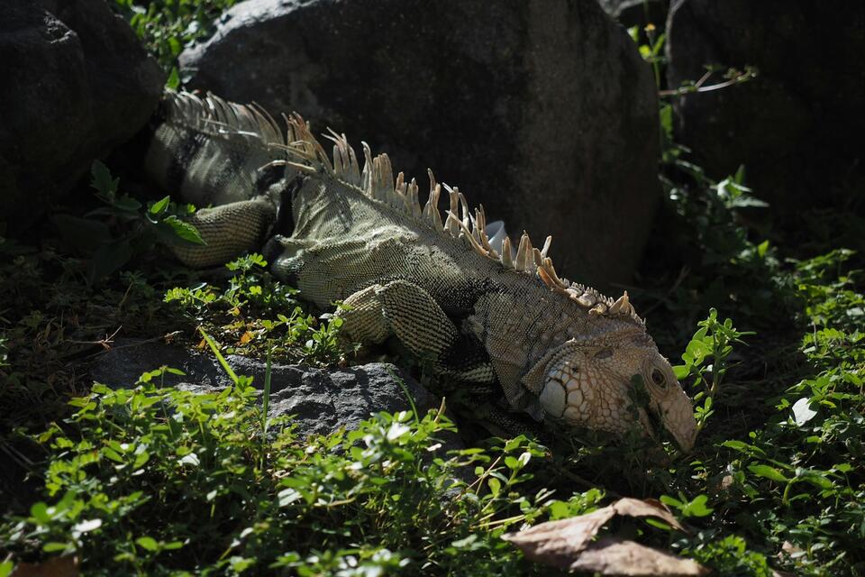 5 Ancient Reptiles That Could Rival a Tank in Bulk - NewsBreak