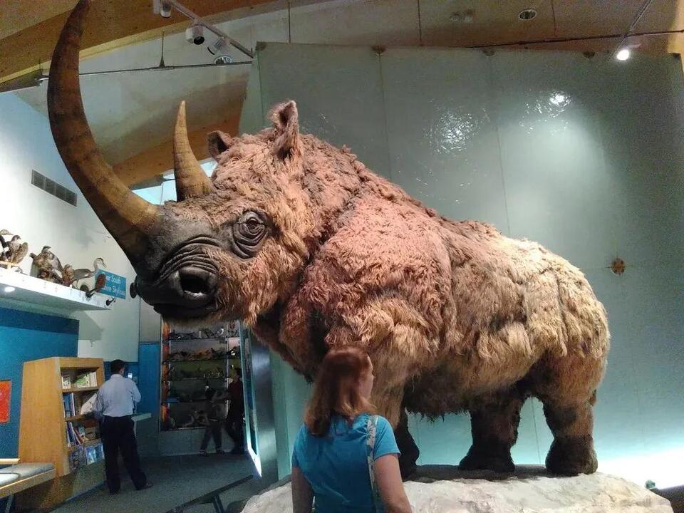 Woolly Rhino: The Forgotten Horned Beast of the Frozen Tundra - NewsBreak