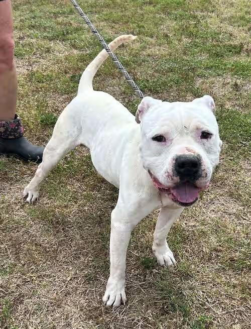 🐶 Playful, Gentle & Loyal Dogs Ready for Adoption in Abbeville - NewsBreak