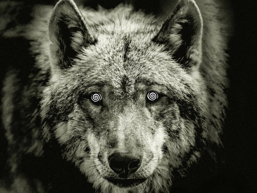 A Mind-Controlling Parasite Is Making Yellowstone Wolves Foolhardy