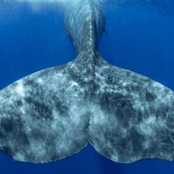 If Cheese Requires Mammalian Milk, Can We Make Whale Cheese? - NewsBreak